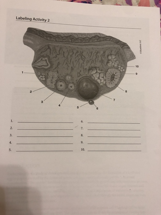 Solved Labeling Activity 2 10 1. 2. 3. 4. 5. 6. 9. 10. | Chegg.com