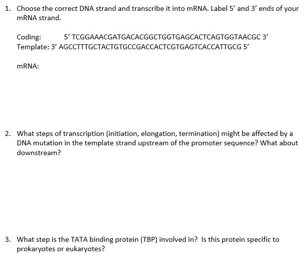 Solved Choose the correct DNA strand and transcribe it into | Chegg.com