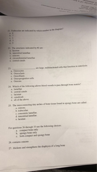 Solved Figure 6-1 Bone Tissue Use Figure 6-1 to answer | Chegg.com