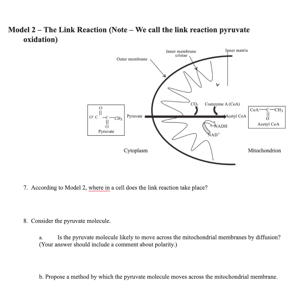 Solved Model 2 – The Link Reaction (Note – We call the link | Chegg.com