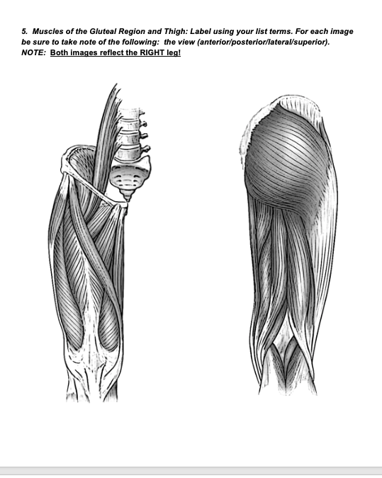 4. Muscles of the Upper Limb: Label using your list | Chegg.com