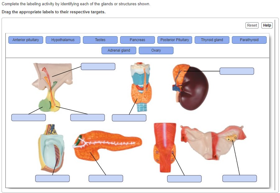 Solved Complete the labeling activity by identifying each of | Chegg.com