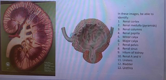 Solved In these images, be able to identify: 1. Renal cortex | Chegg.com