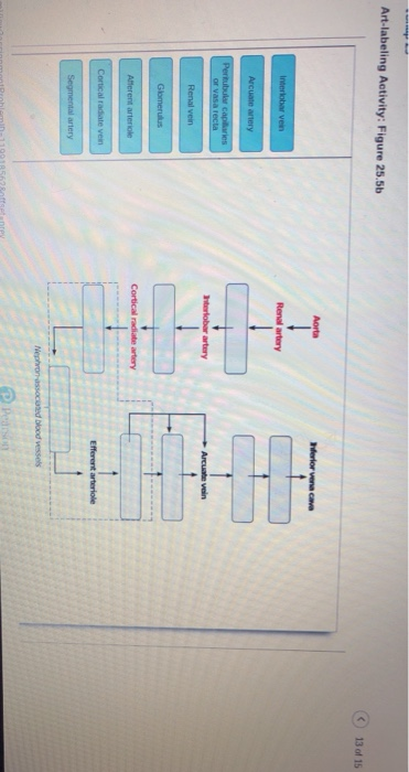 Solved Efferent arteriole C 8 of 15 Art-labeling Activity: | Chegg.com