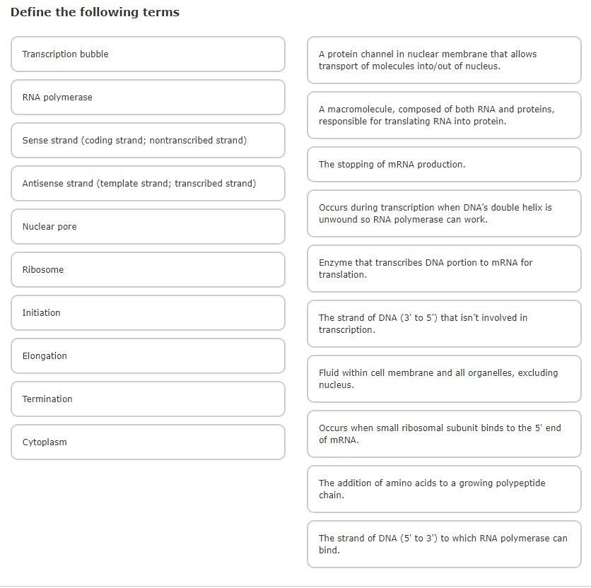 Solved Define the following terms Transcription bubble A | Chegg.com