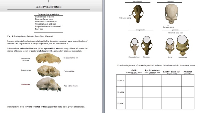 Lab S: Primate Features Forw and-facing eyes | Chegg.com