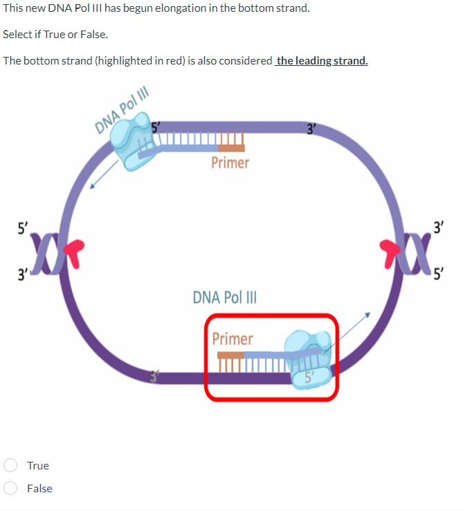 Solved This new DNA Pol III has begun elongation in the | Chegg.com