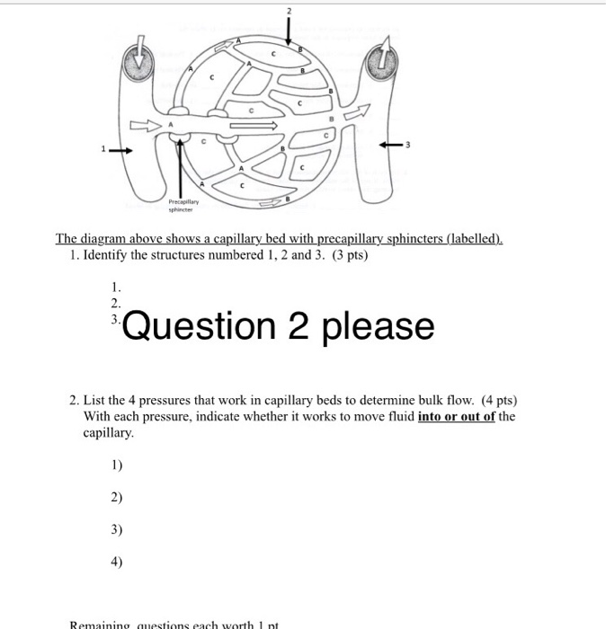 Solved -3 Precapillary phincter The diagram above shows a | Chegg.com