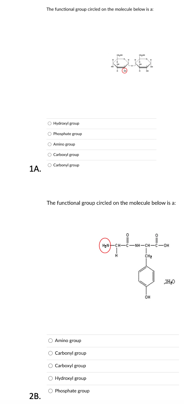 Solved The functional group circled on the molecule below is | Chegg.com