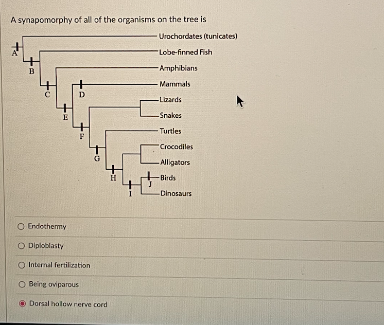 Solved A synapomorphy of all of the organisms on the tree is | Chegg.com