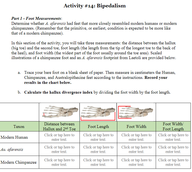 Activity #14: BipedalismPart 1 - ﻿Foot | Chegg.com
