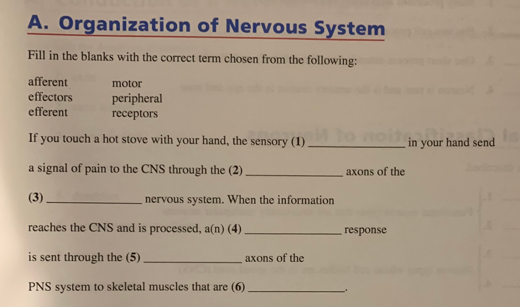 Solved A. Organization of Nervous System Fill in the blanks | Chegg.com