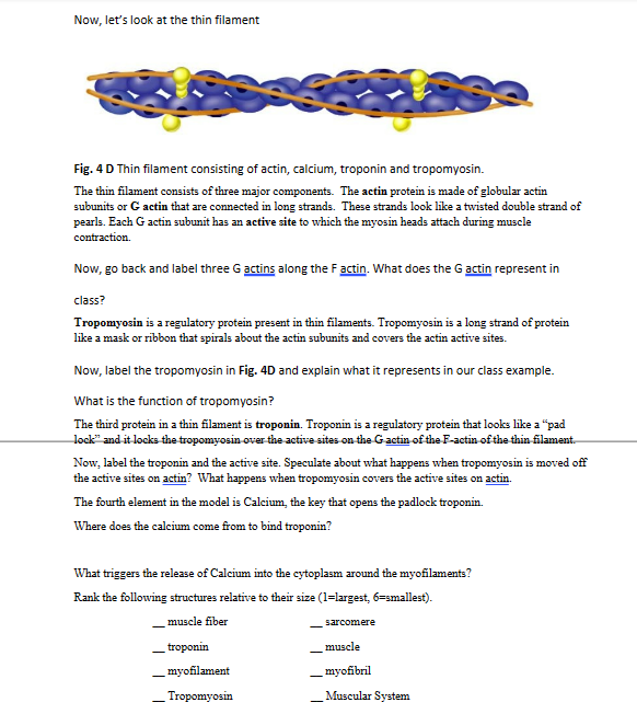 Solved 4. The sliding filament theory of muscle contraction | Chegg.com