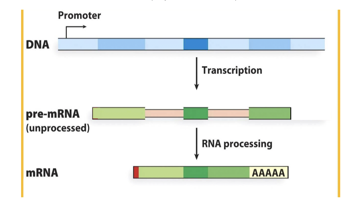 Solved Once a primary RNA transcript is created from a DNA | Chegg.com