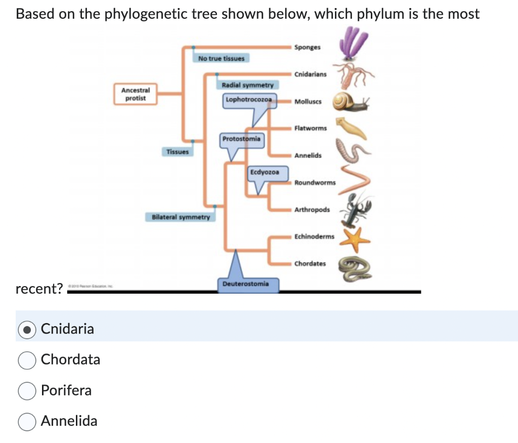 Solved Based on the phylogenetic tree shown below, which | Chegg.com