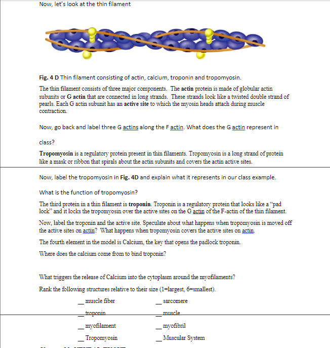 Solved Fig. 4D Thin filament consisting of actin, calcium, | Chegg.com