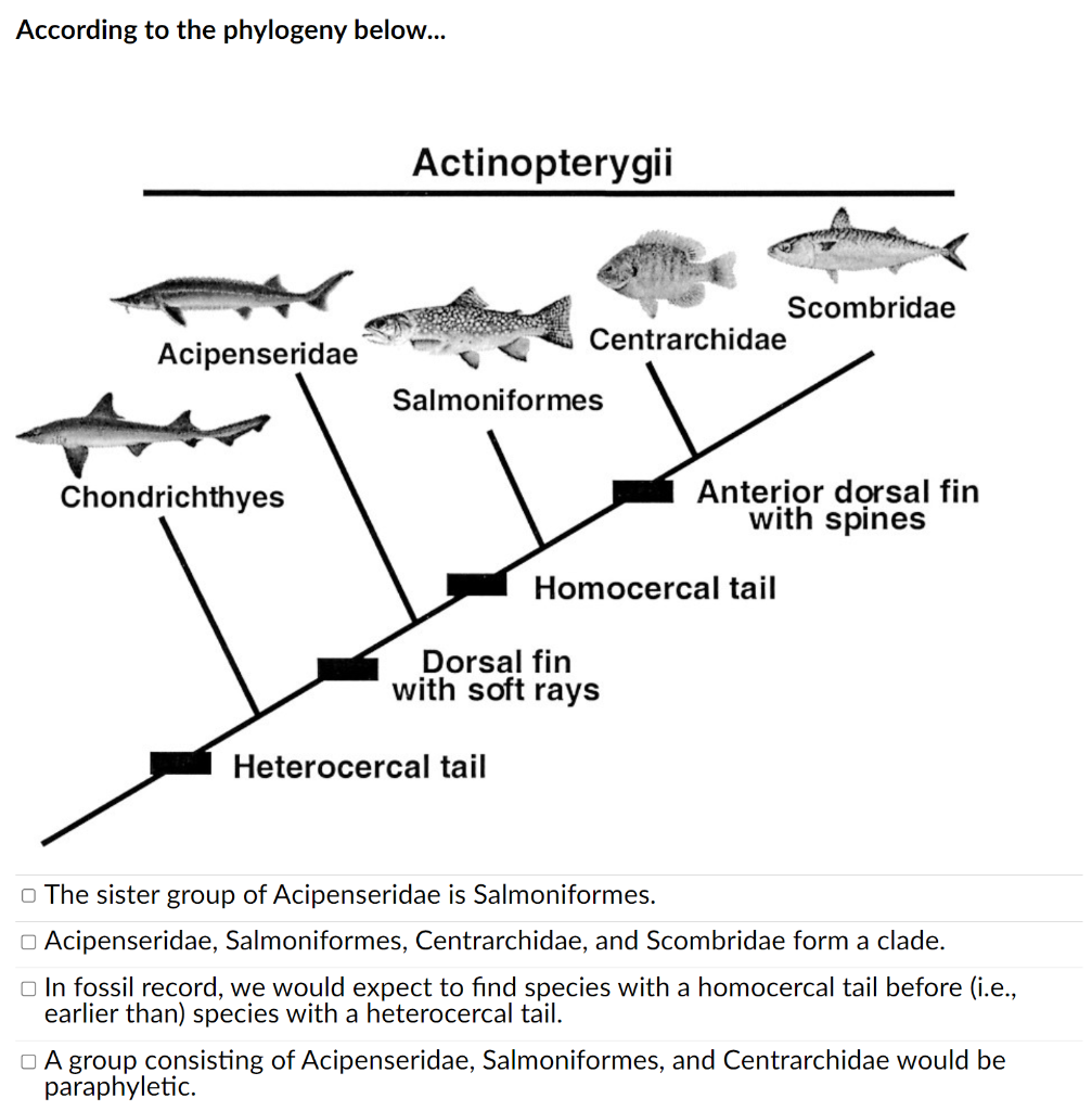 Solved According to the phylogeny below... The sister group | Chegg.com