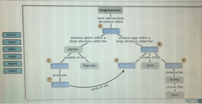 Solved stigma anther Angiosperms have reproductive | Chegg.com