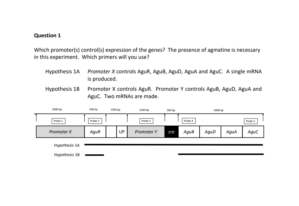 Solved Which promoter(s) control(s) expression of the genes? | Chegg.com