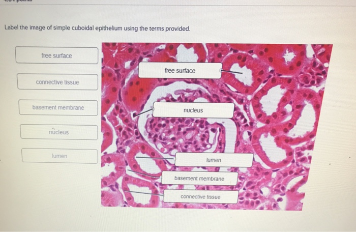 Solved Label the image of simple cuboidal epithelium using | Chegg.com