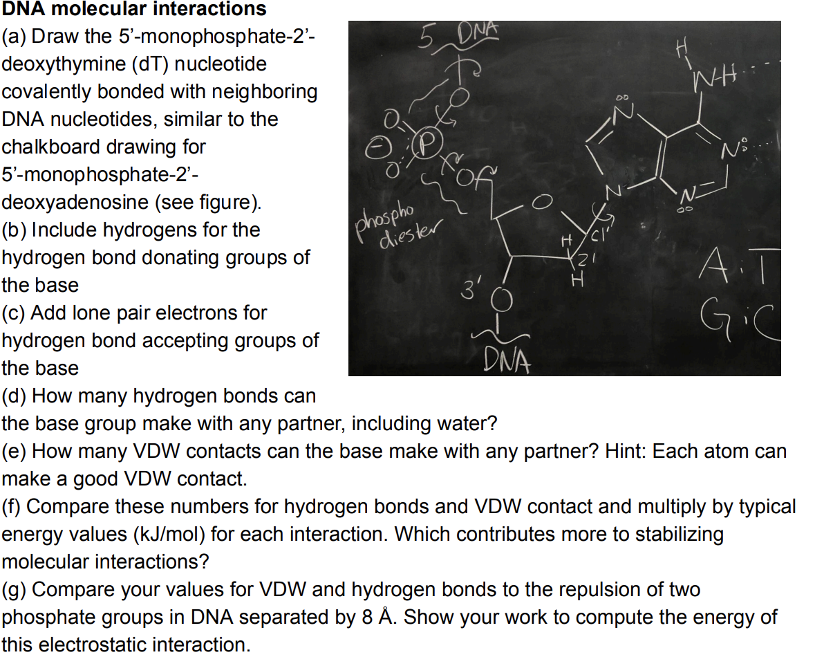 Solved DNA molecular interactions(a) ﻿Draw the | Chegg.com