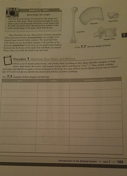 Solved HINTS7 TIPS Bone Shape Not Length Note That Long Chegg