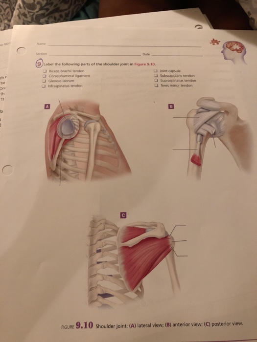 Solved ame Section 9)Label the following parts of the | Chegg.com
