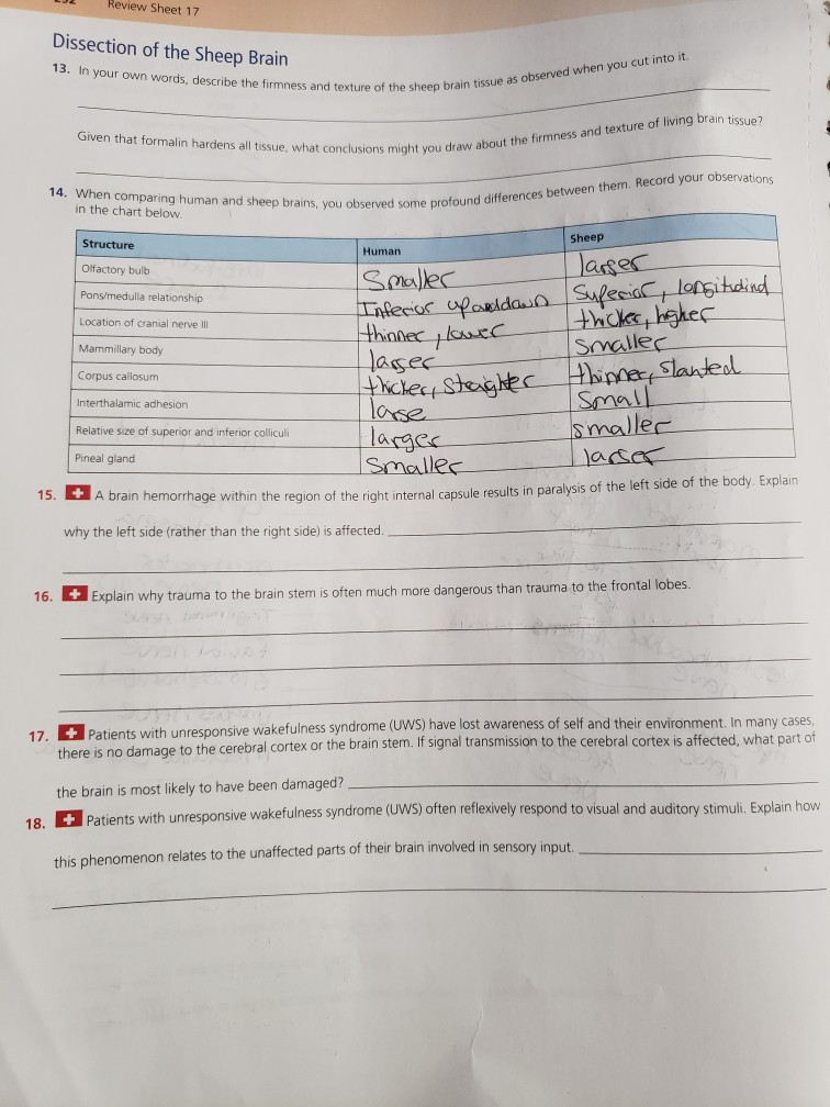Interthalamic Adhesion Sheep Brain
