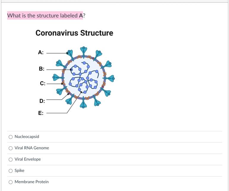 Solved What is the structure labeled C ? Coronavirus | Chegg.com