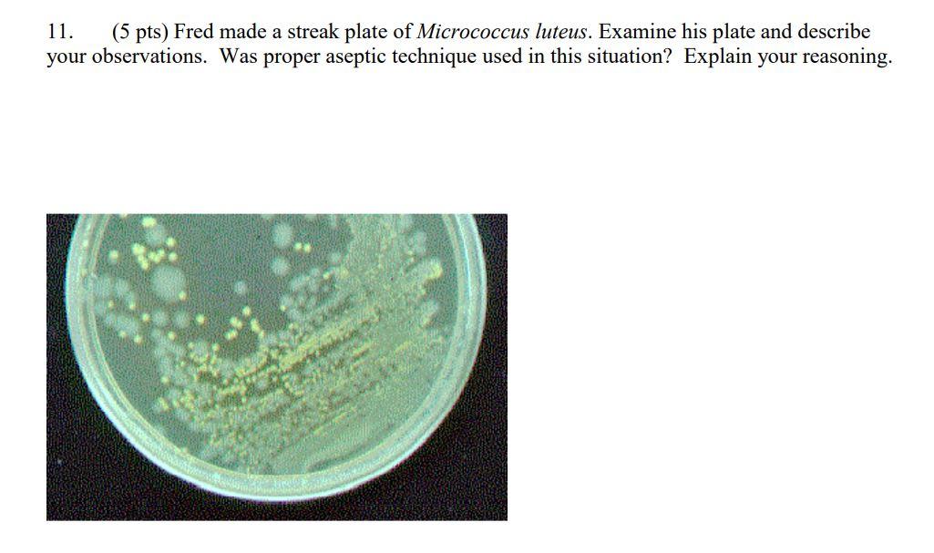Solved 11. (5 pts) Fred made a streak plate of Micrococcus | Chegg.com