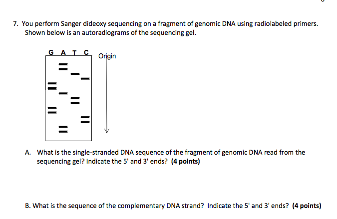Solved 7. You perform Sanger dideoxy sequencing on a | Chegg.com