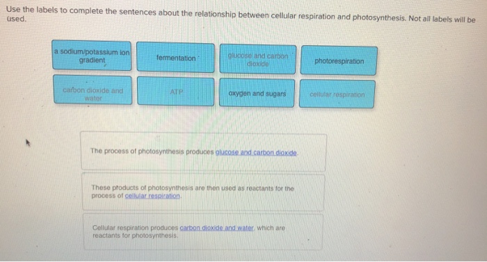 Solved Use the labels to complete the sentences about the | Chegg.com
