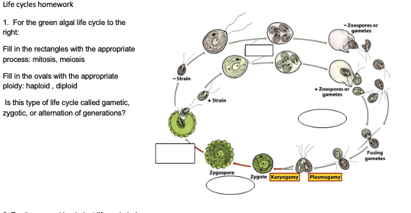 Solved Life cycles homework 1. For the green algal life | Chegg.com