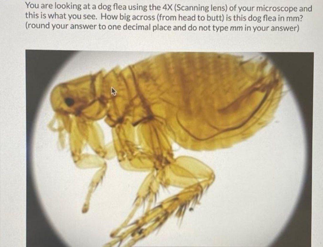 Solved You are looking at a dog flea using the 4X (Scanning | Chegg.com