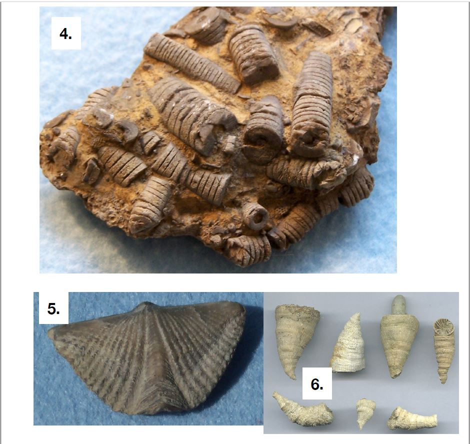 Identify All Fossil Specimens Provided By Your Ins
