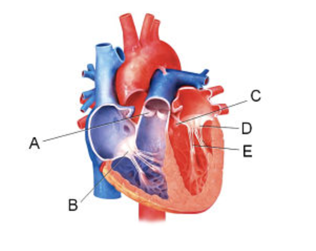 Solved Identify The Parts structures Of The Heart Indicated Chegg