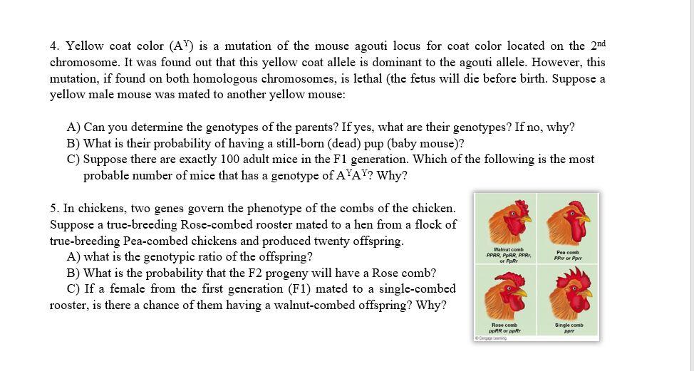 Solved 4. Yellow coat color (A) is a mutation of the mouse | Chegg.com
