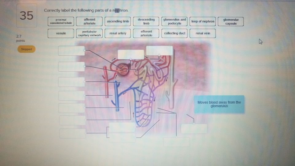 Solved Correctly label the following parts of a nephron. | Chegg.com