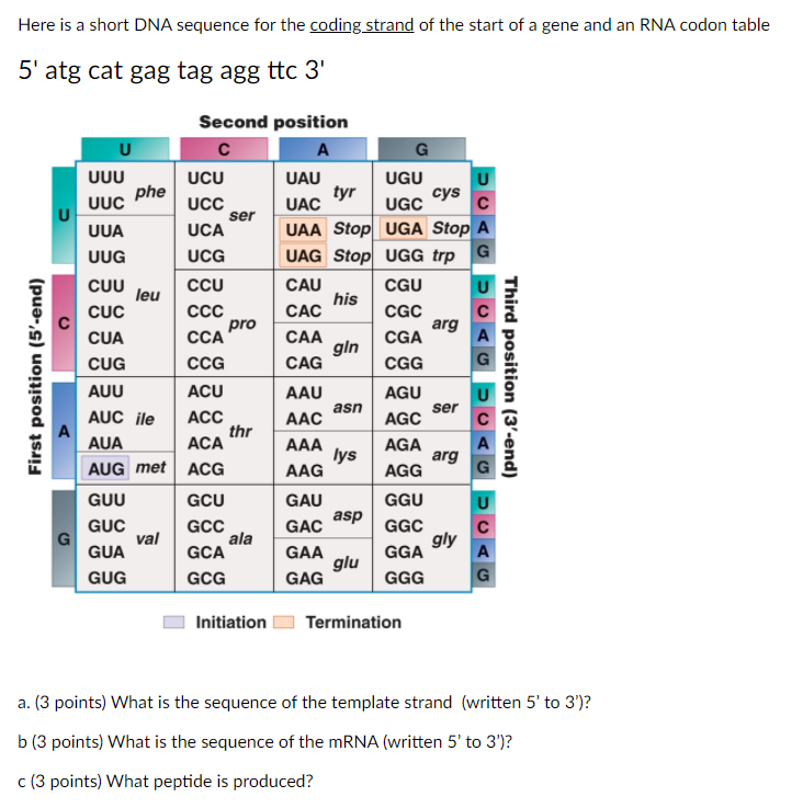 Solved Here is a short DNA sequence for the coding strand of | Chegg.com