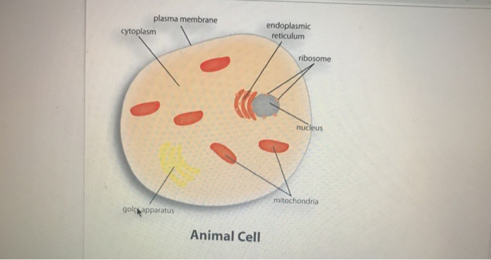 Solved Sort the cell structures shown in Figure 2.5 into | Chegg.com