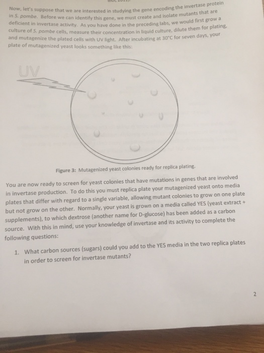 Solved During Lab 3 you utilized replica plating techniques | Chegg.com