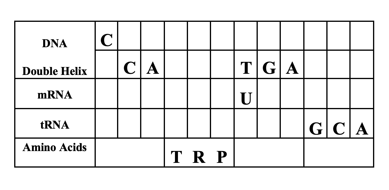 Solved DNA Double Helix mRNA tRNA Amino Acids C CA TR P TGA | Chegg.com