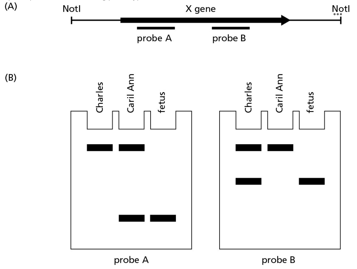 Solved Assume that defects in a hypothetical gene X have | Chegg.com
