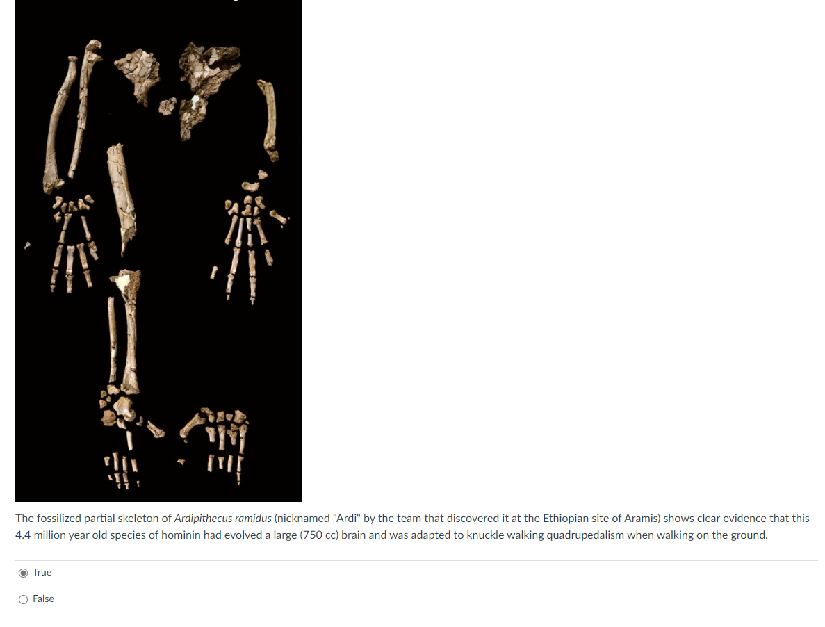 Solved TI The fossilized partial skeleton of Ardipithecus | Chegg.com