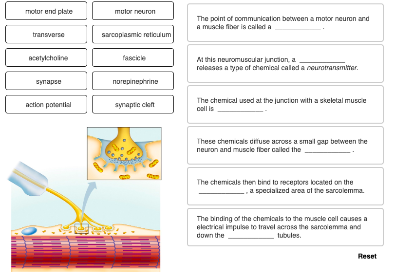 Solved Complete the following sentences describing the | Chegg.com