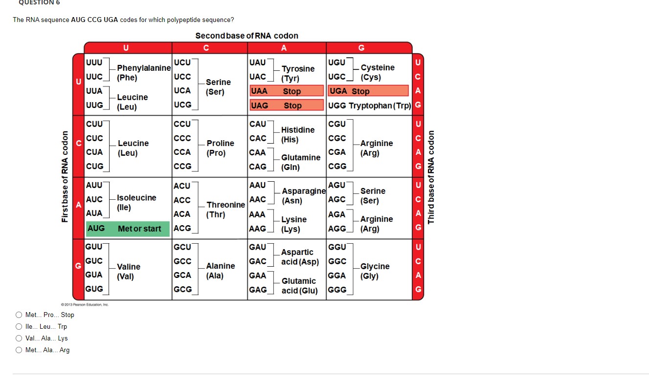 The RNA sequence AUG CCG UGA codes for which | Chegg.com