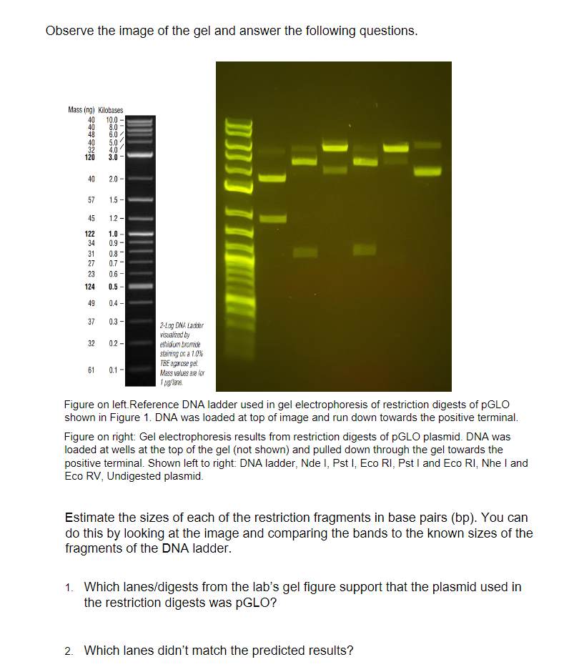 Solved Plasmid DNA Isolation A single colony of E. coli | Chegg.com