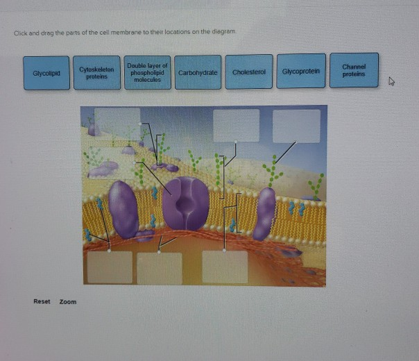 Solved Click and drag the parts of the cell membrane to | Chegg.com