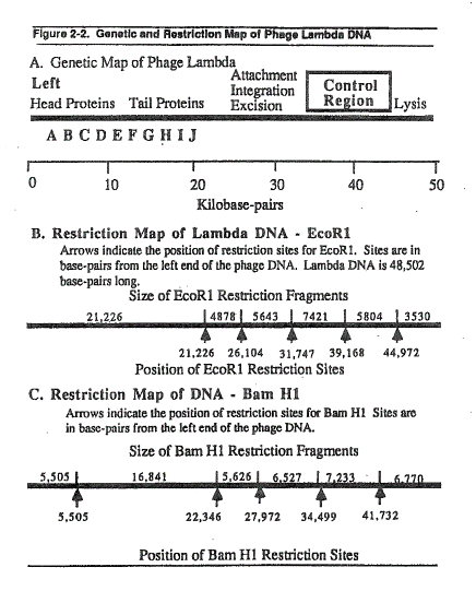 Solved From figure below what is the number and size bands | Chegg.com