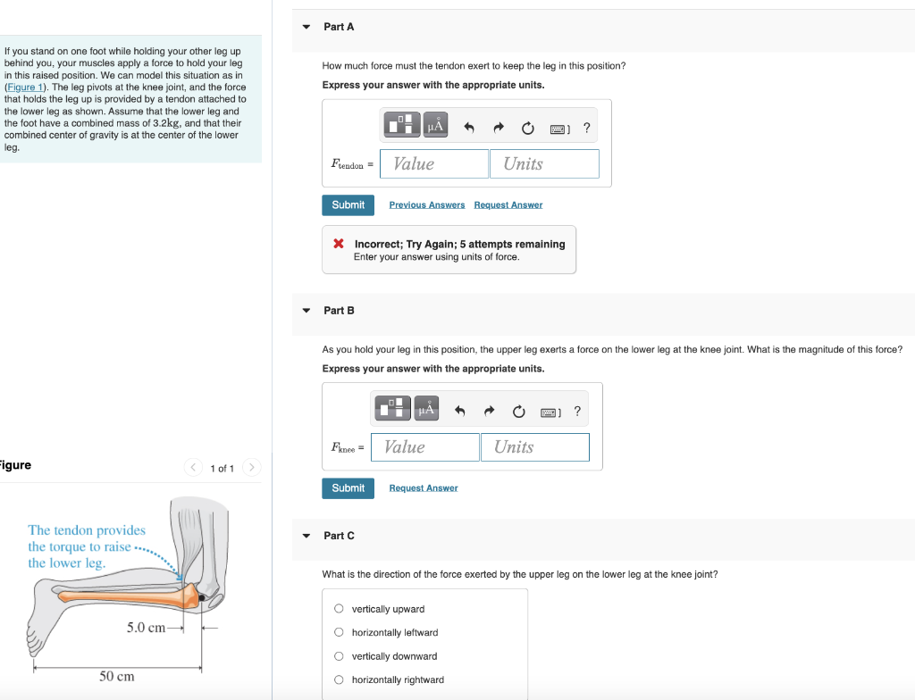 Solved If you stand on one foot while holding your other leg | Chegg.com
